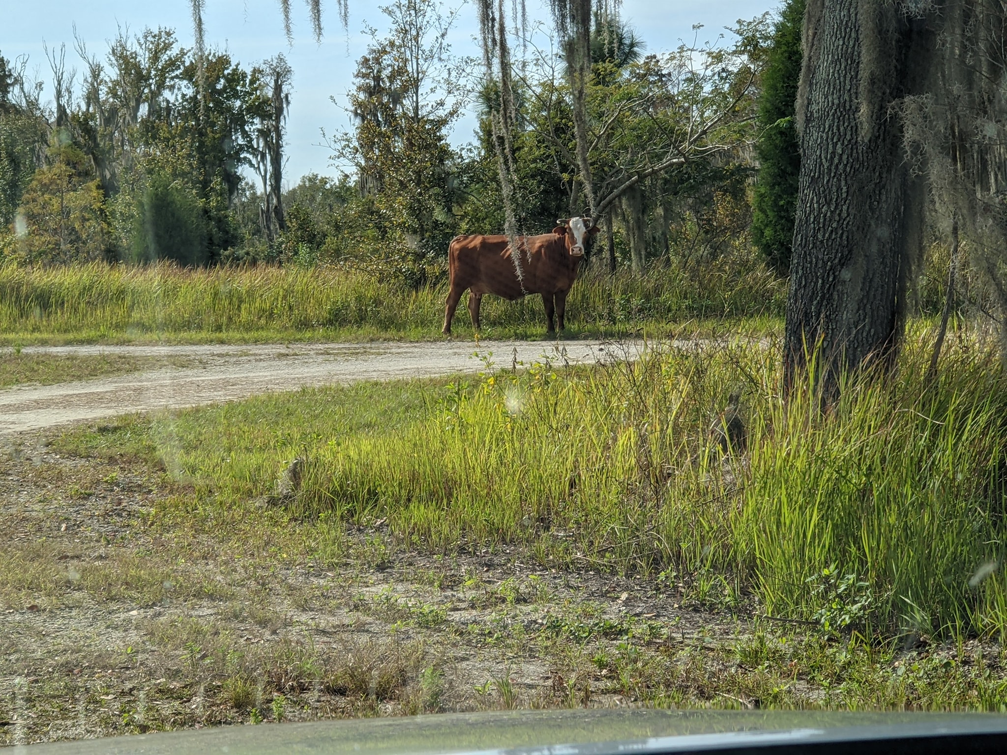 K-4646 Withlachoochee State Forest, Richloam Tract, Tarrytown, FL ...