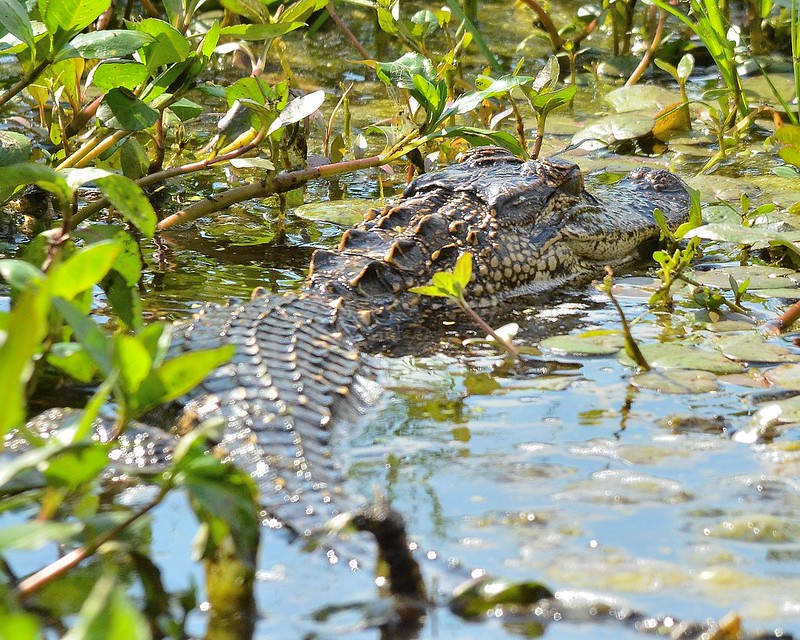 Videos of a Full Activation – Radio Free Florida: K4NYM